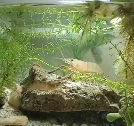 Shrimp Object Detection Model by liu