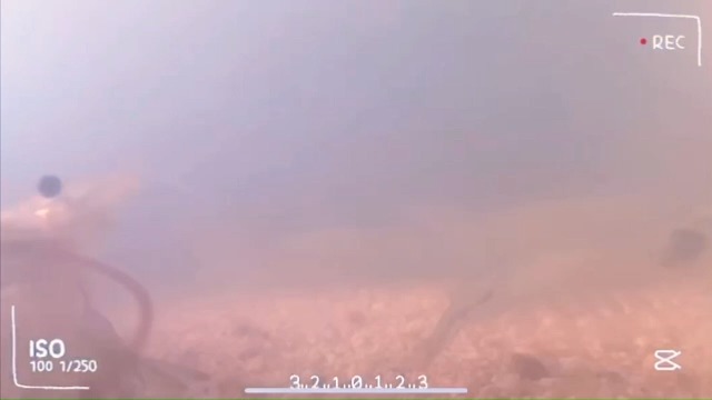 How to Use the Shrimp Object Detection API