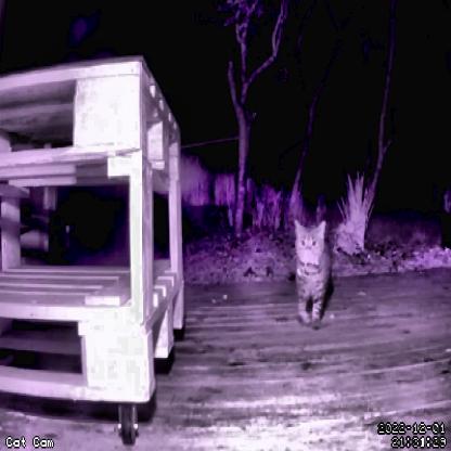 Katzenklappe Segmentation Instance Segmentation Dataset by My Workspace