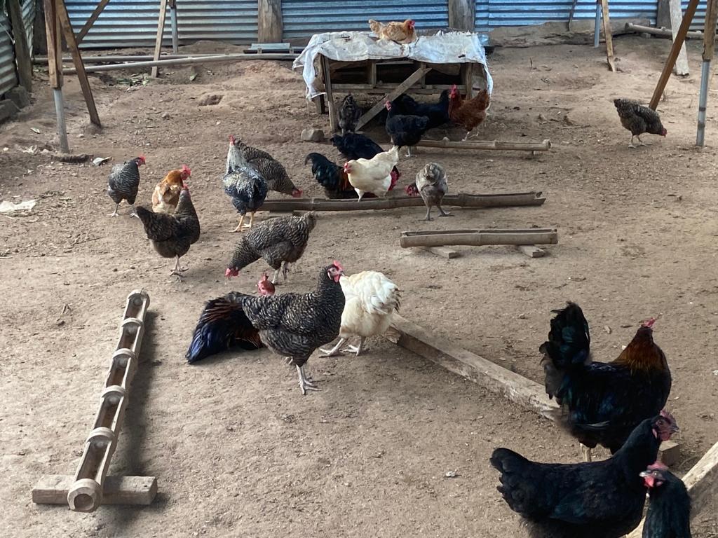 SSChicken Detection Object Detection Dataset (v4, 2024-09-21 3:45am) by MyWorkspace