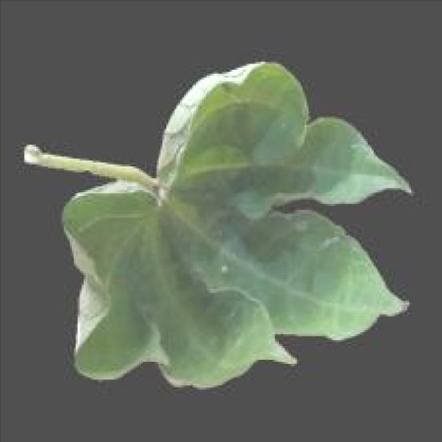 yolo Object Detection Dataset and Pre-Trained Model by yung