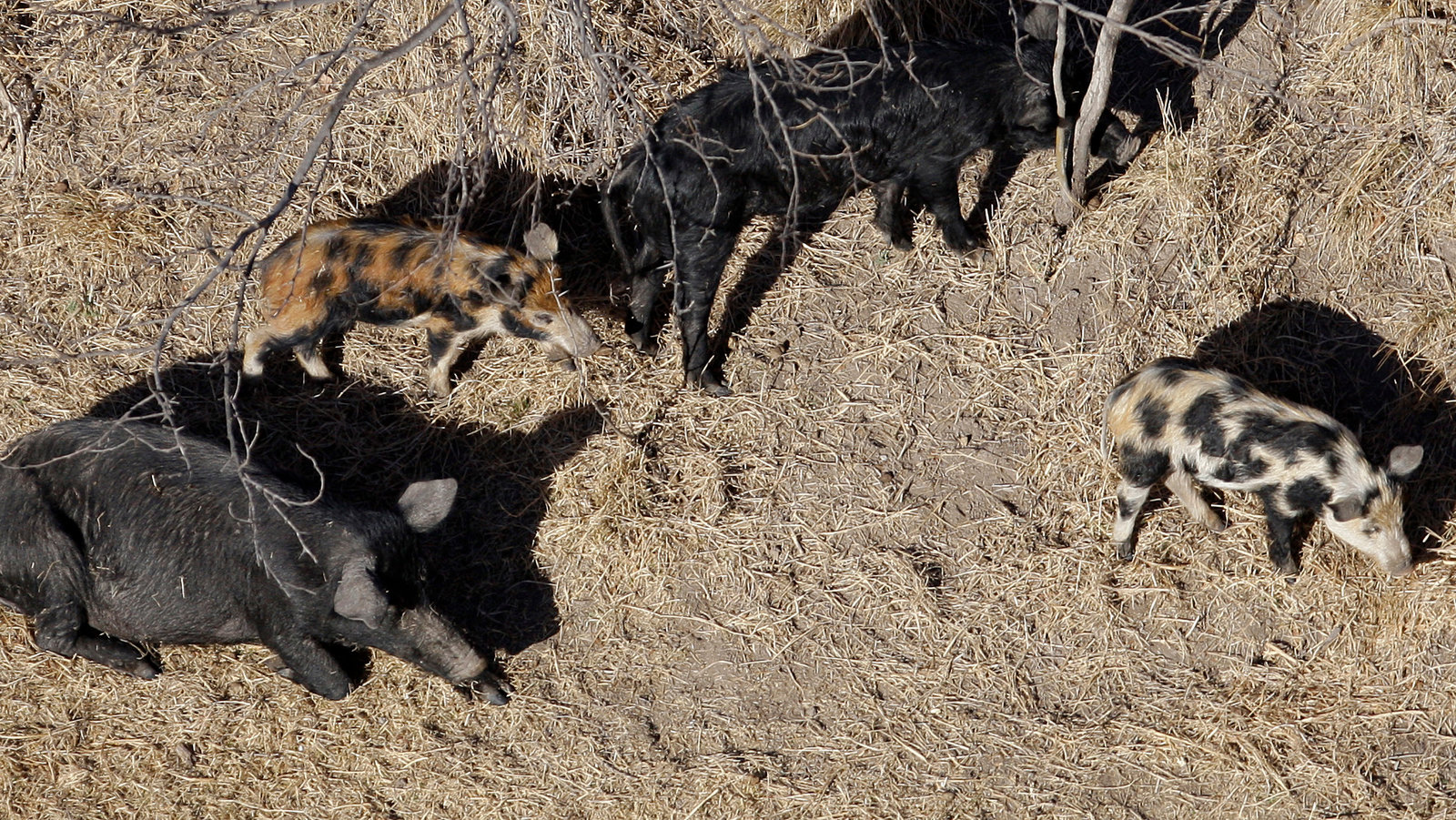 Pigs Object Detection Model by JHAR