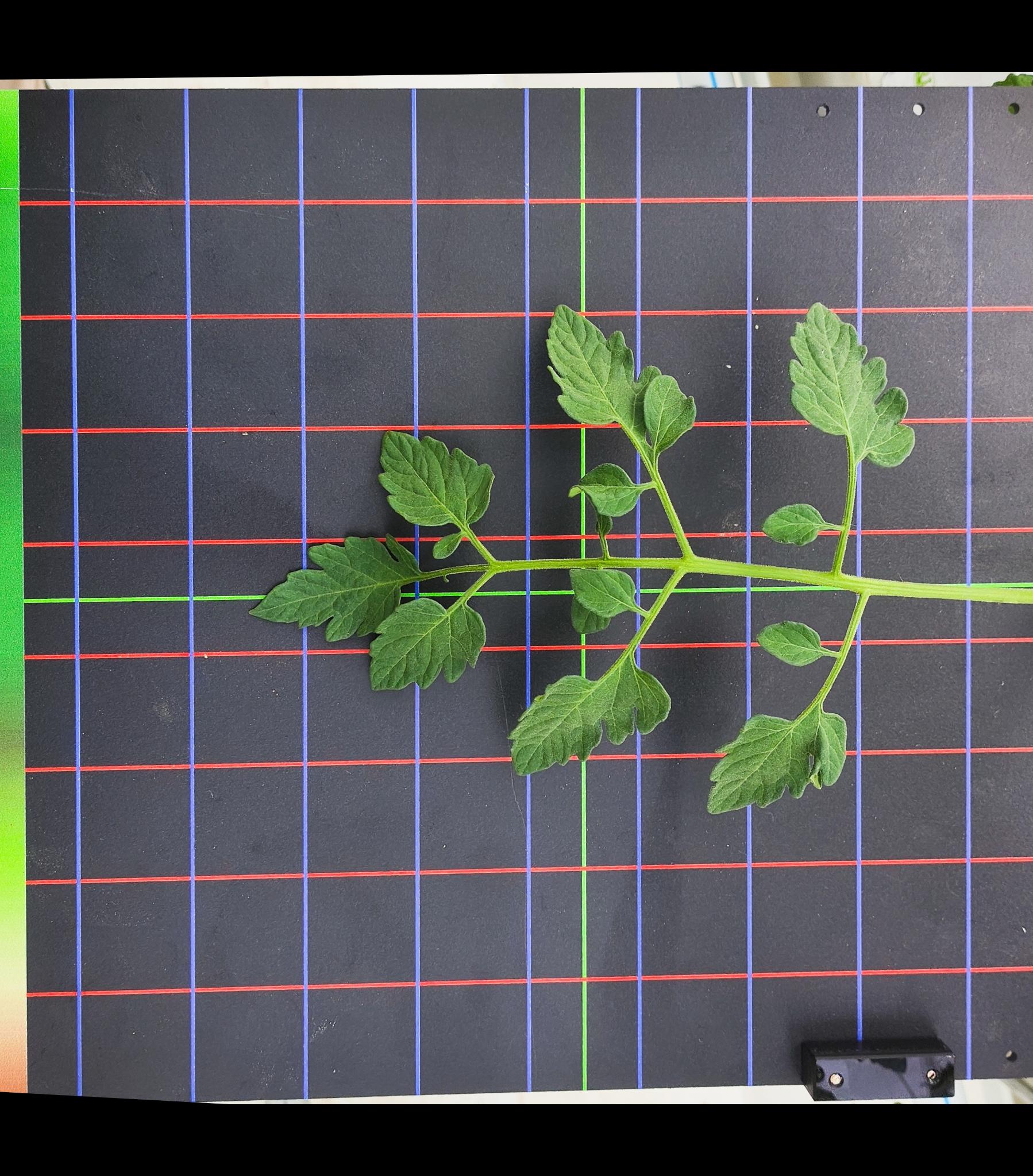Plant_detection(Tomatoes) Object Detection Dataset by University of Jaffna