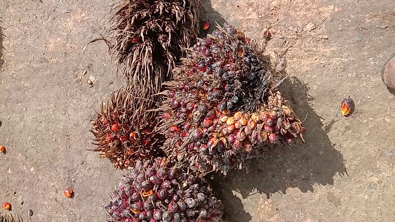 FFB merged Object Detection Dataset by Tack hwa Wong