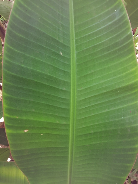 VISION BASED BANANA LEAF DETECTION Instance Segmentation Dataset by ...