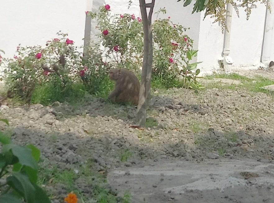 Animal-Detection Object Detection Model by tenzin-norzang