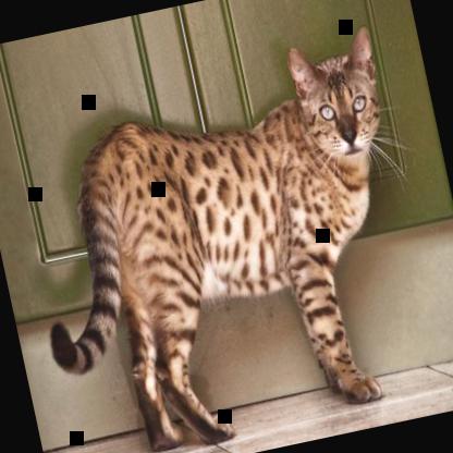 cats Object Detection Model by Testing