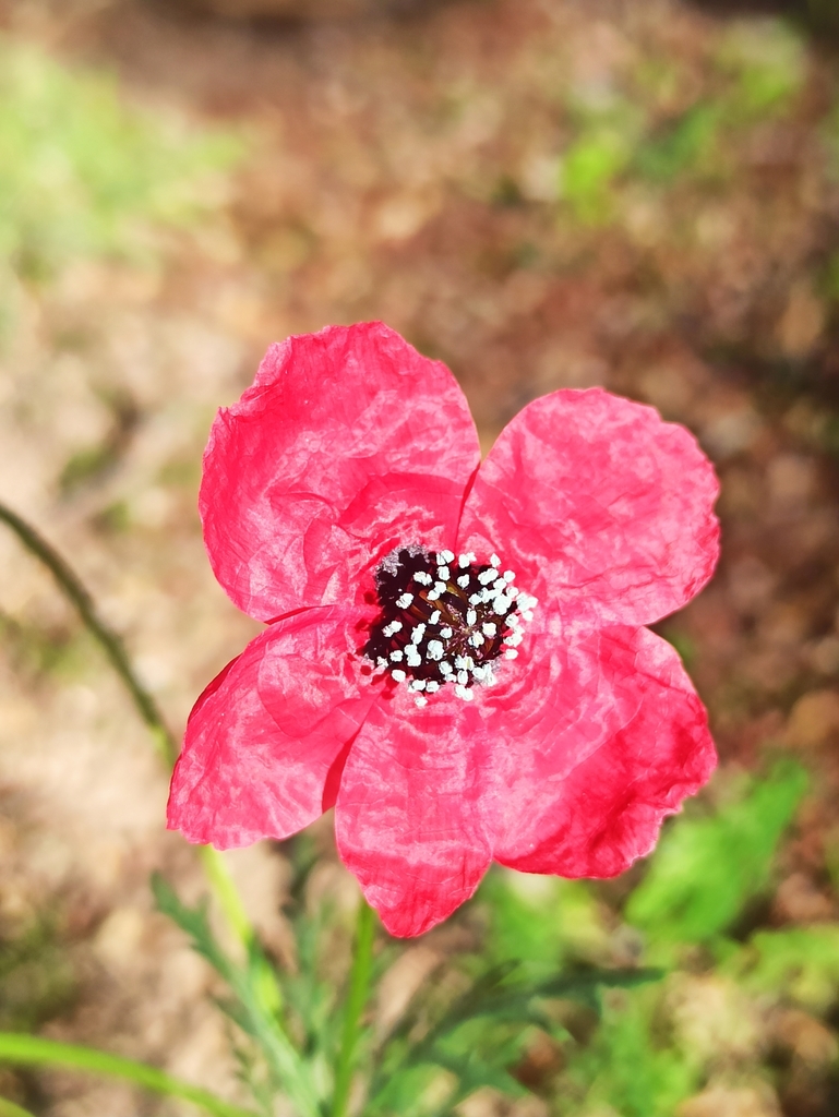 poppy Object Detection Model by test