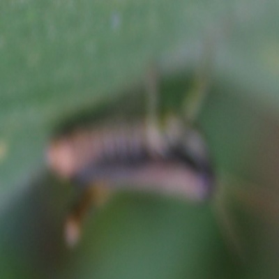 Maize classification Classification Dataset by Object Detection