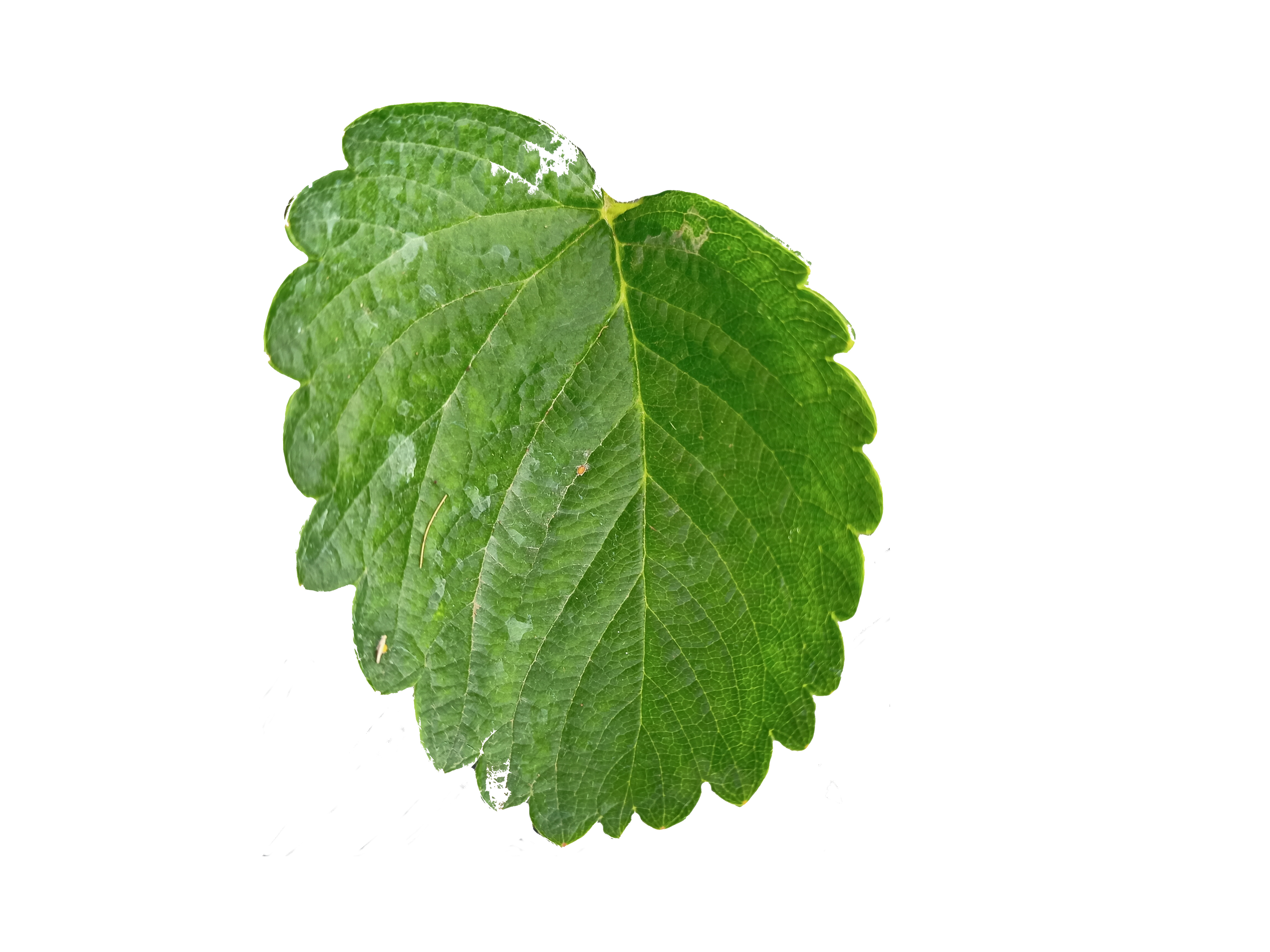 leaf_class_detect Object Detection Dataset by leafclass