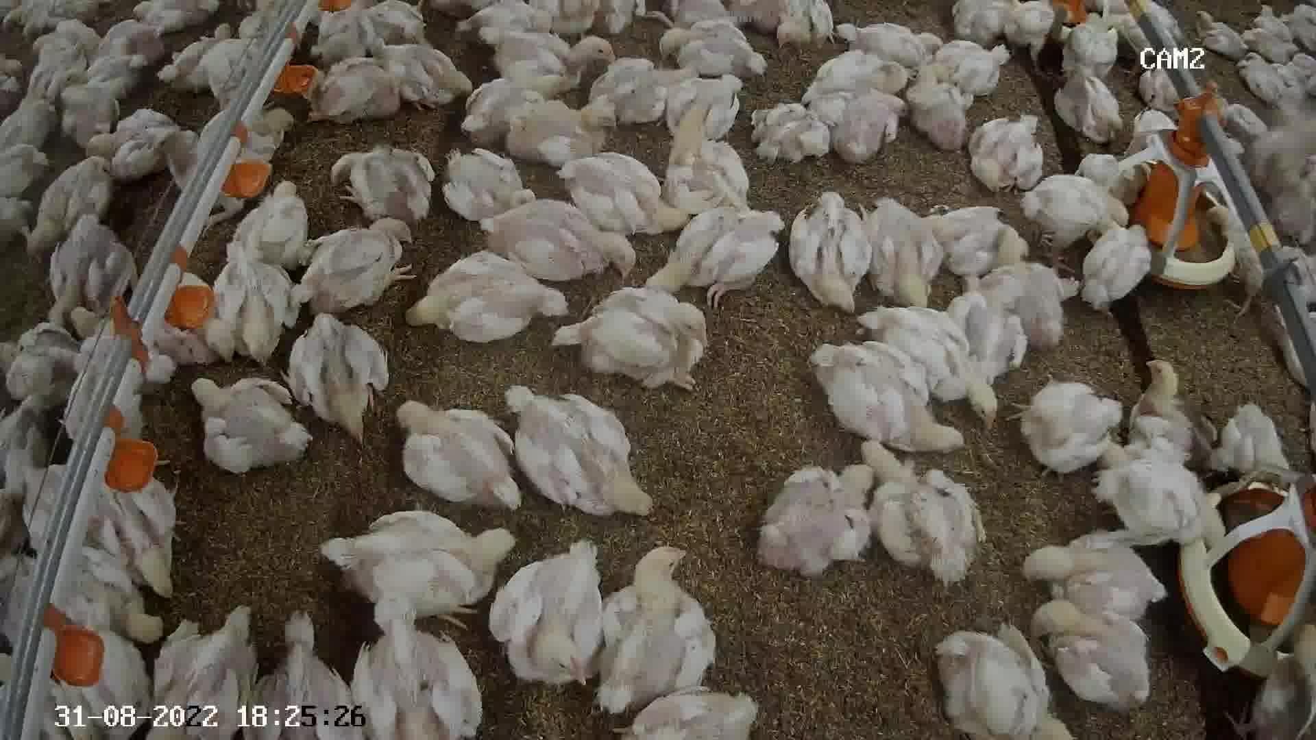 broiler aja Object Detection Dataset by itb