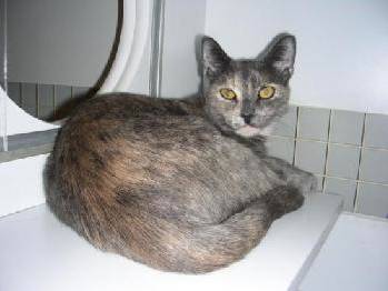 cat_detector Classification Dataset by AI Camp