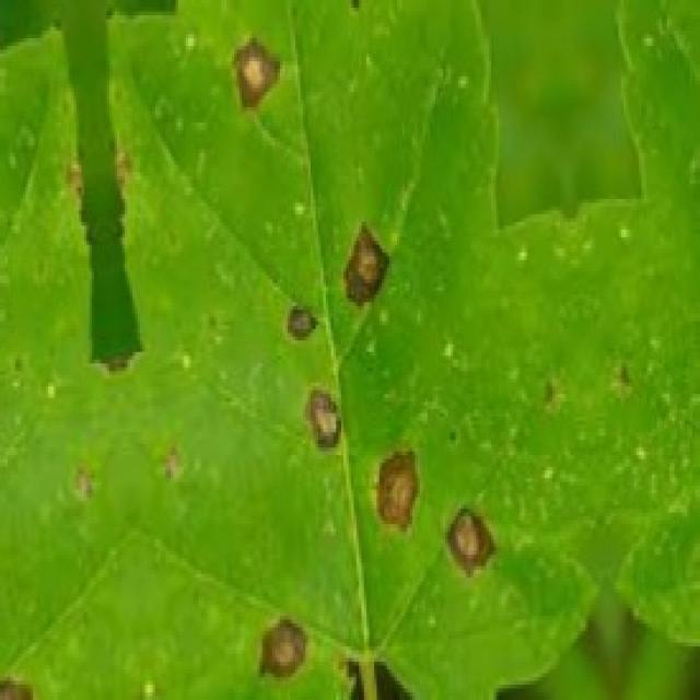 cotton Object Detection Dataset by disease