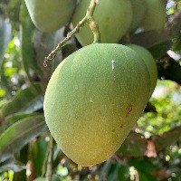 Indian Mango Detector (indian-mango-detector-edqnf) - Roboflow Universe