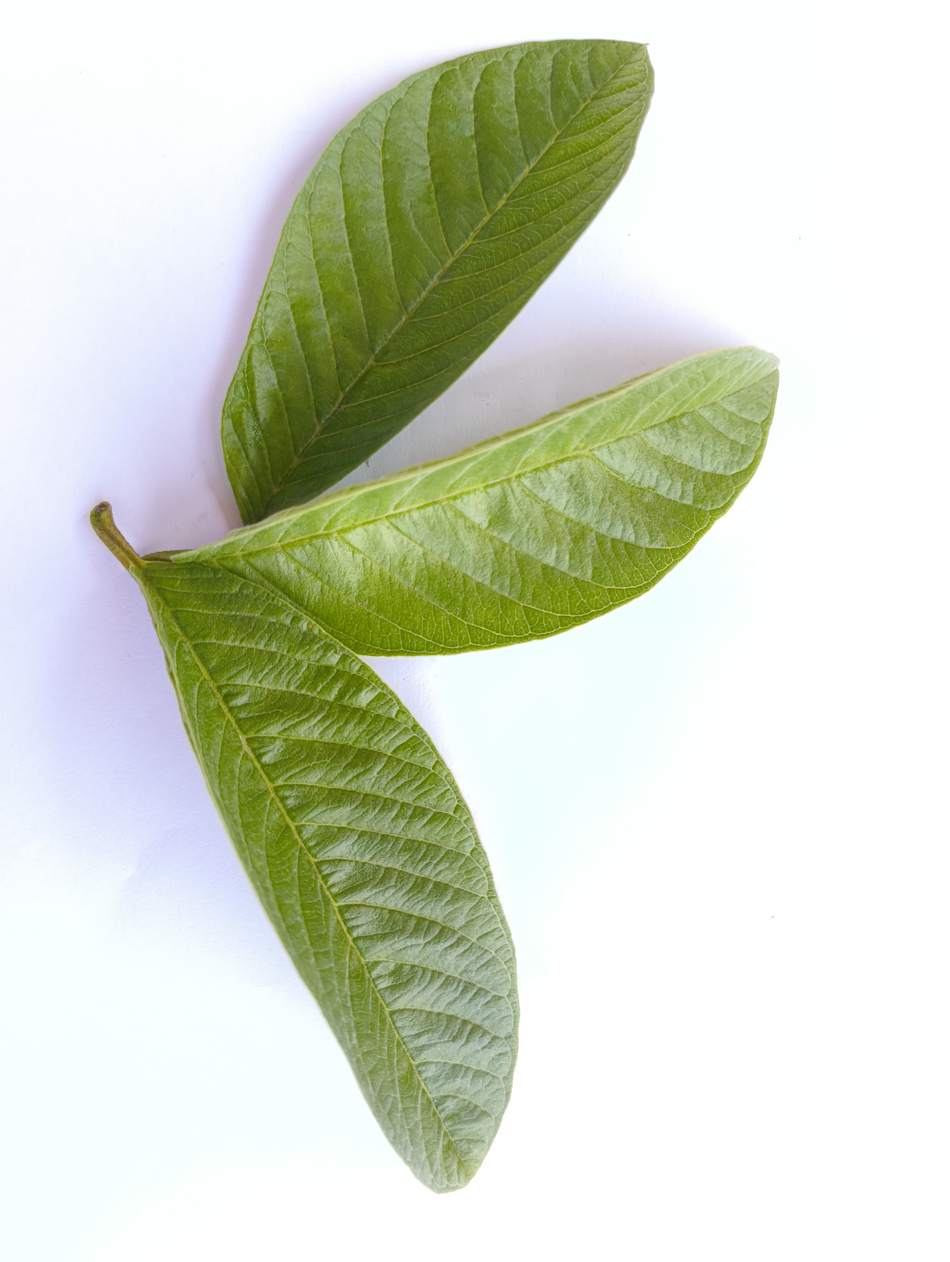 Guava Project Object Detection Dataset by ObjectDetection