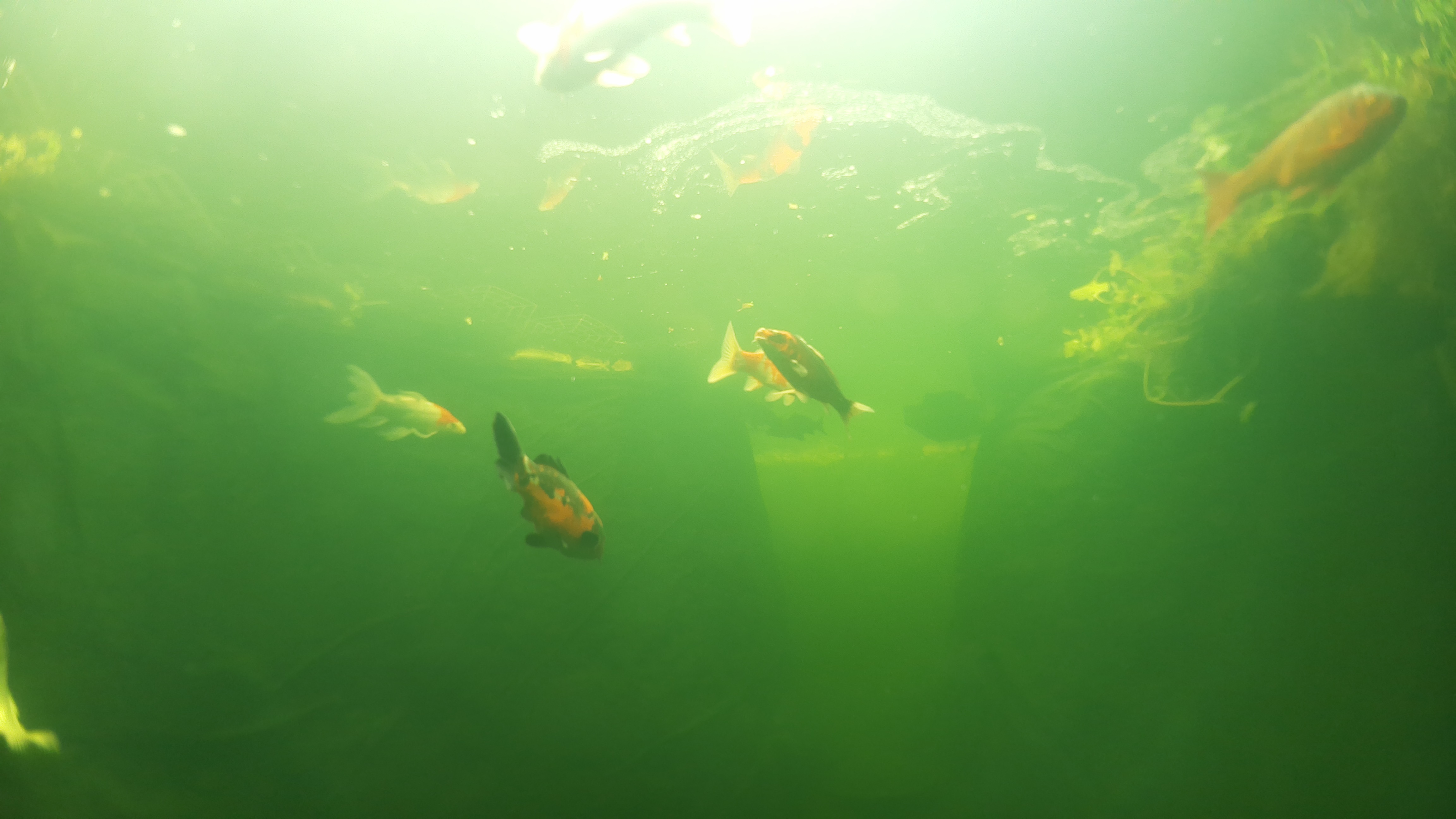 Koifish Detection Object Detection Model By Koi Fish Detection