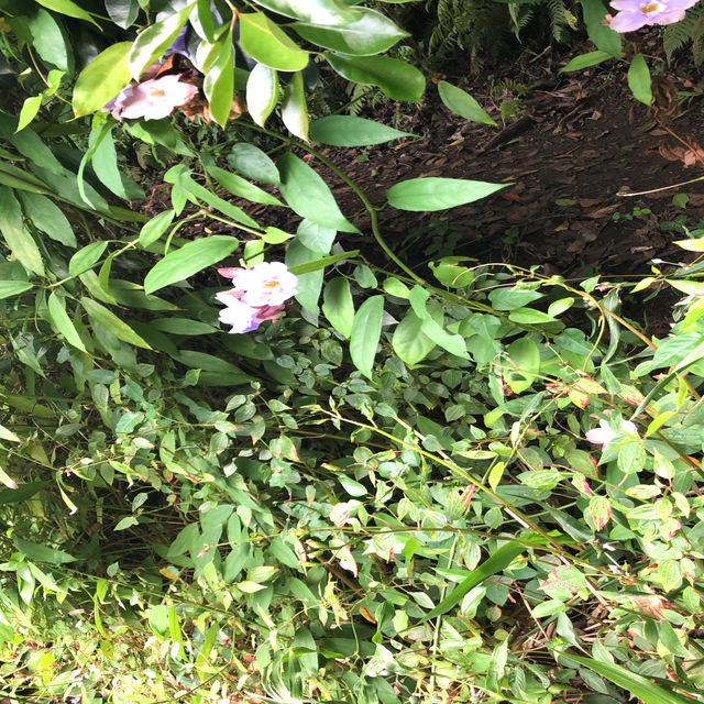 Plant Detection1 Object Detection Dataset And Pre Trained Model By Radith