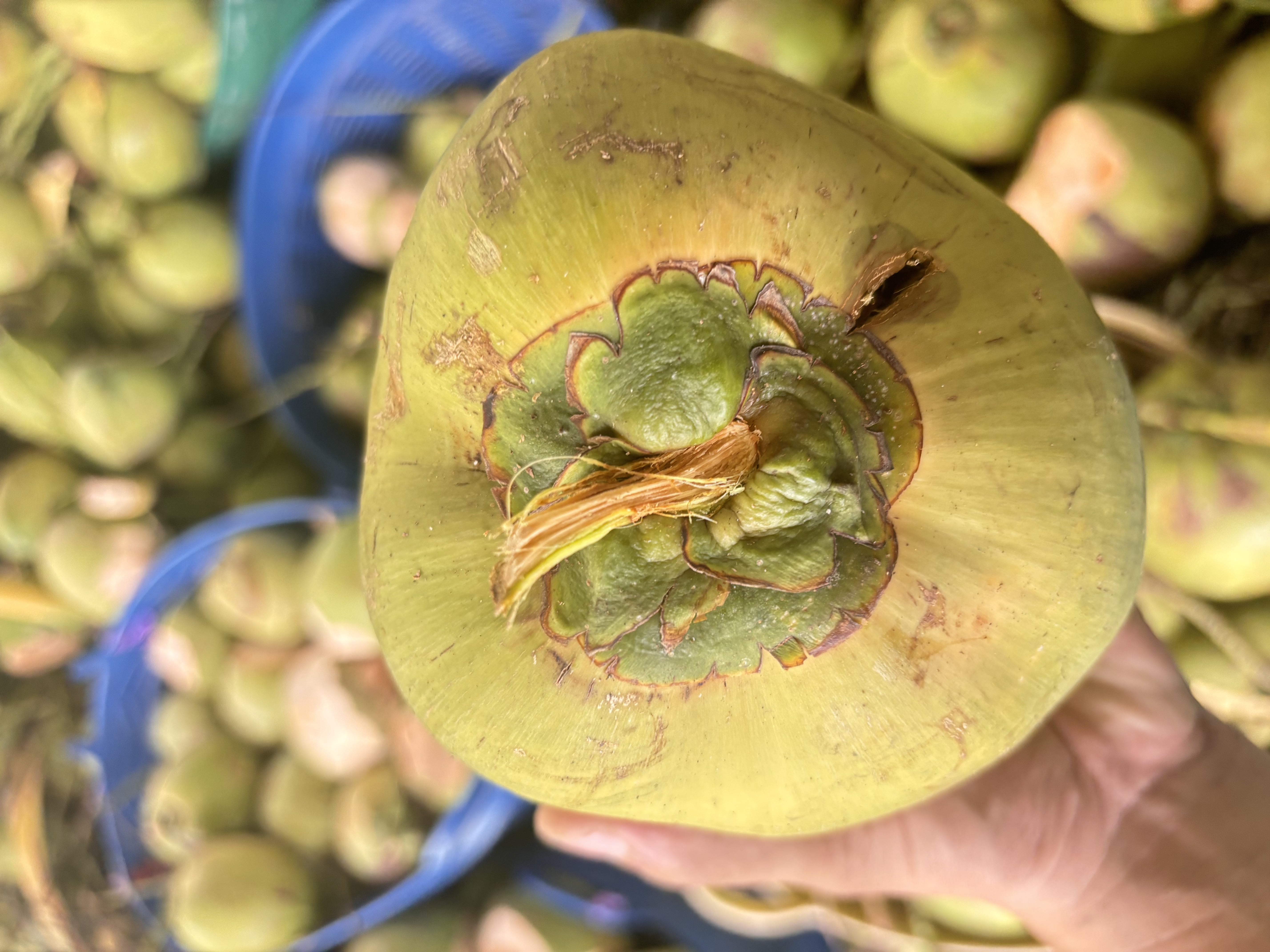 coconut Object Detection Dataset by coconut