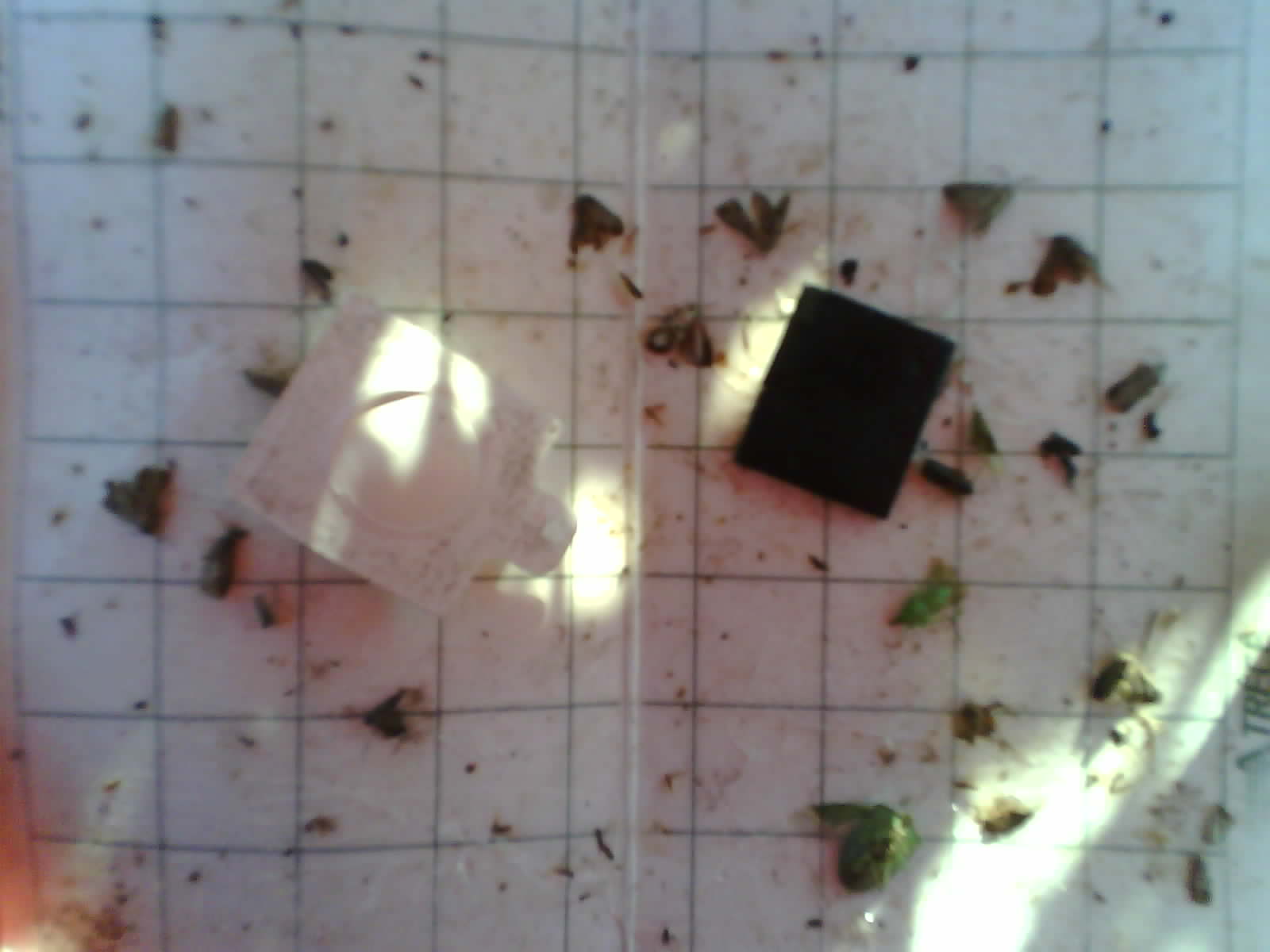 soloFalena50%v2 Object Detection Dataset and Pre-Trained Model by workspace1