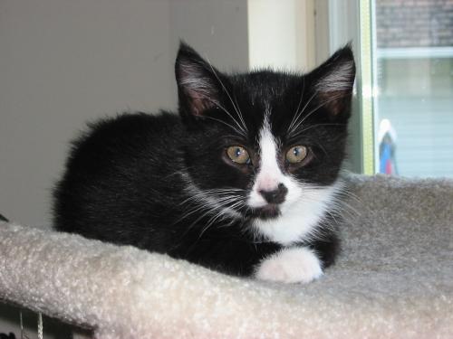 Cat vs Dog Computer Vision Dataset by PetePersonal