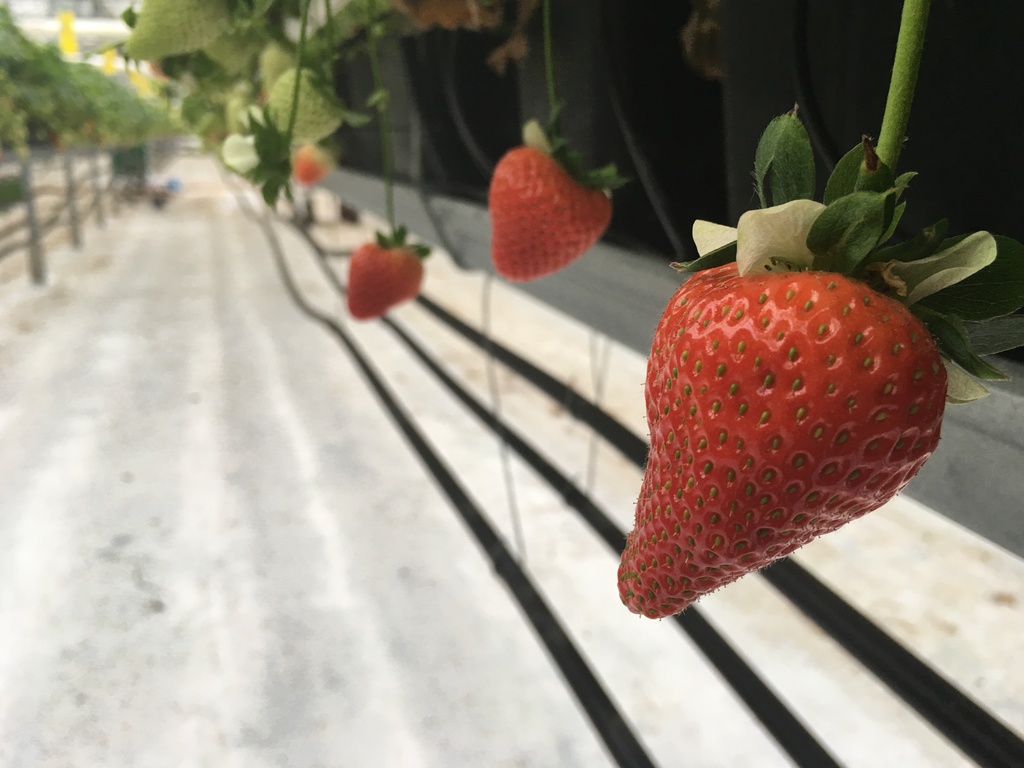 strawberry Object Detection Dataset and Pre-Trained Model by nijaeffry-nisayae