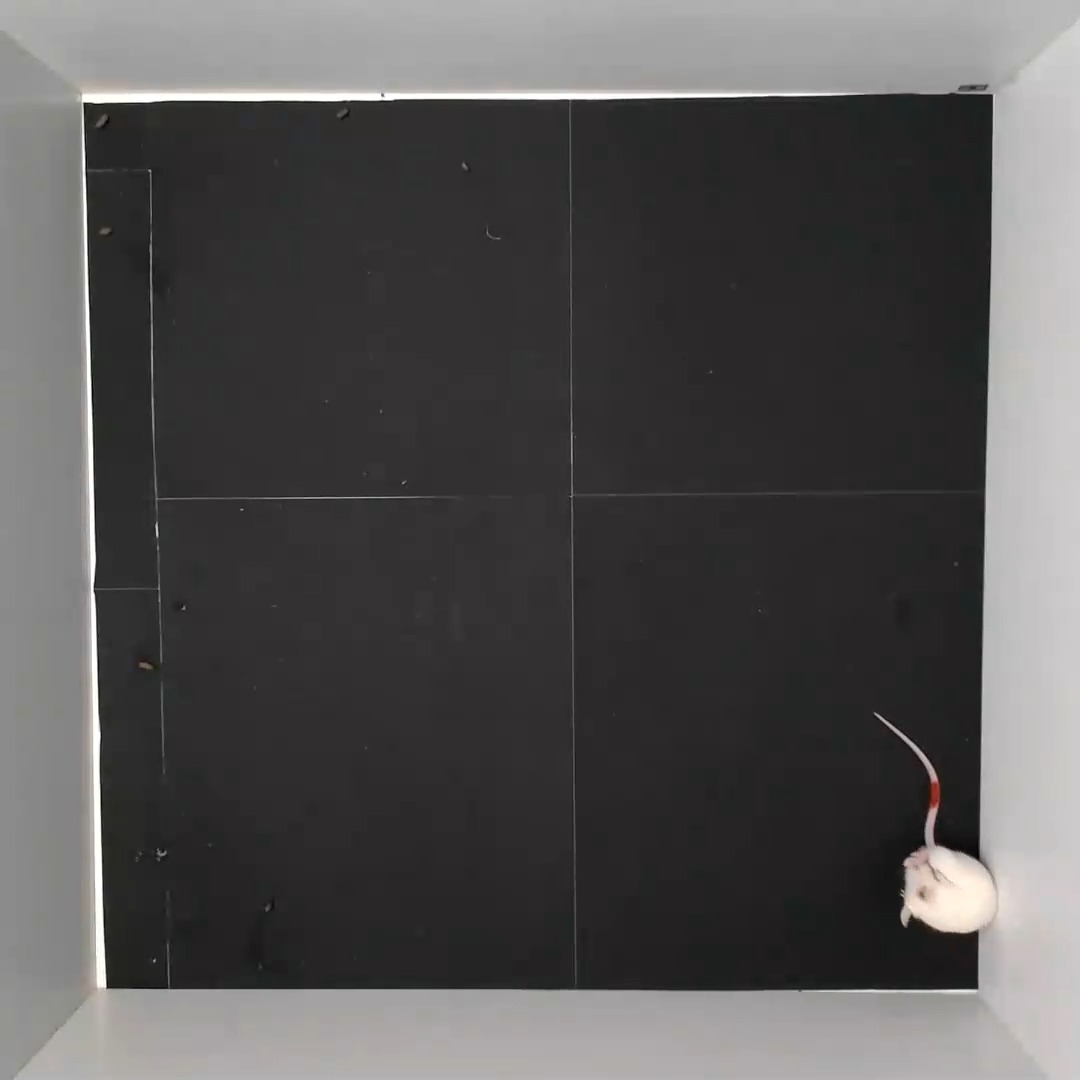 Behaviour Recognition Bounding Box Object Detection Dataset V9 2024 06 13 1 50pm By Internship