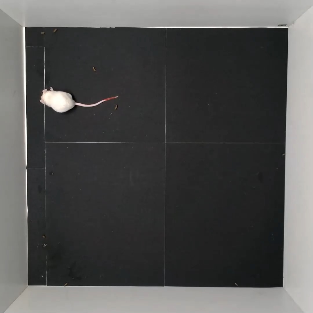 behaviour recognition bounding box 2 Object Detection Dataset by Internship