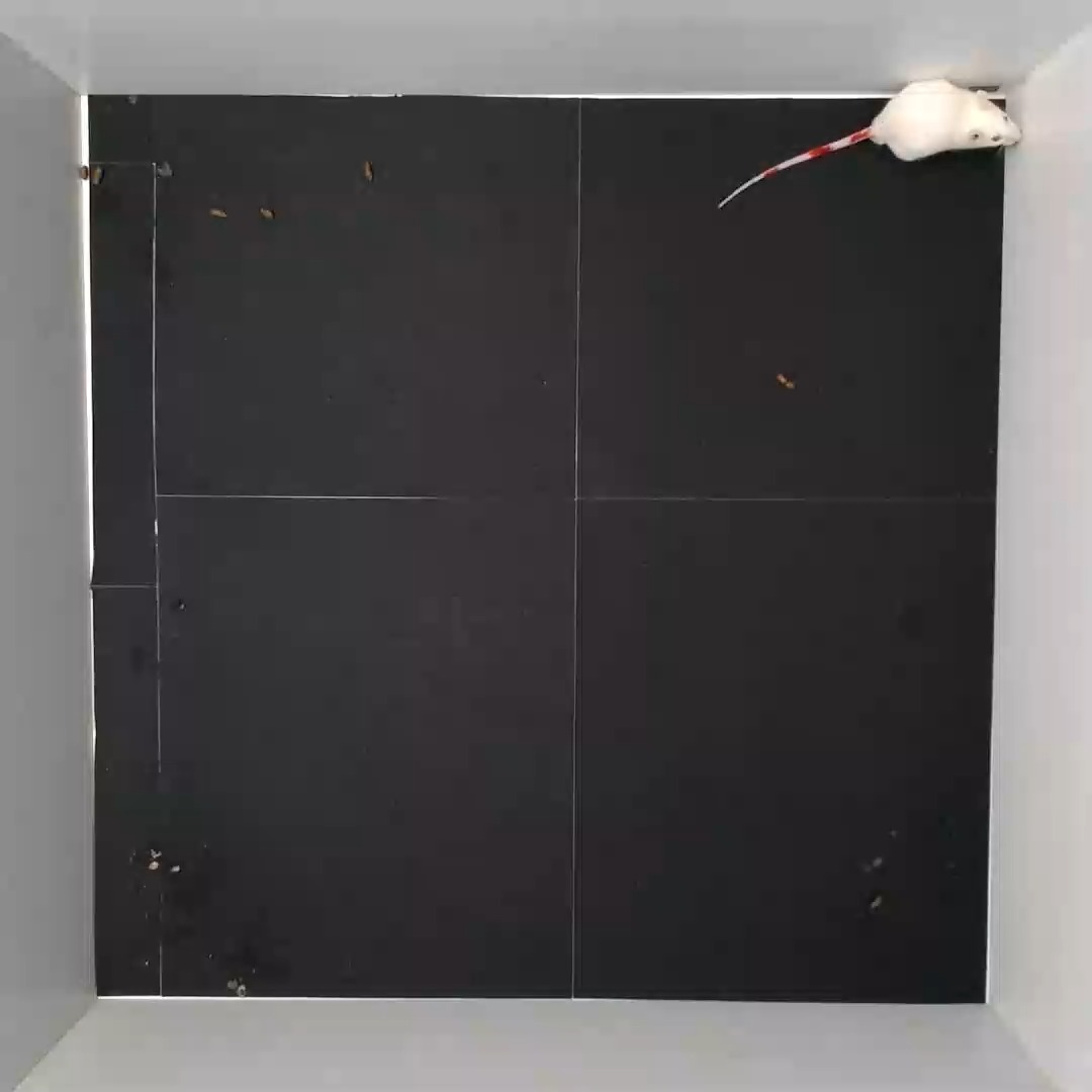 Behaviour Recognition 2 Object Detection Dataset By Internship