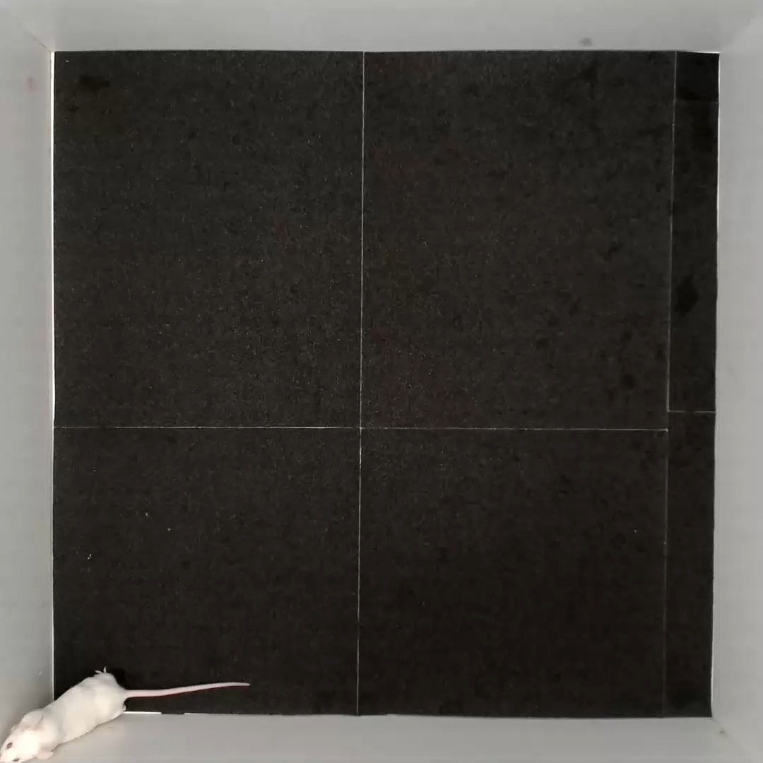 Mouse Detection Object Detection Dataset By Internship