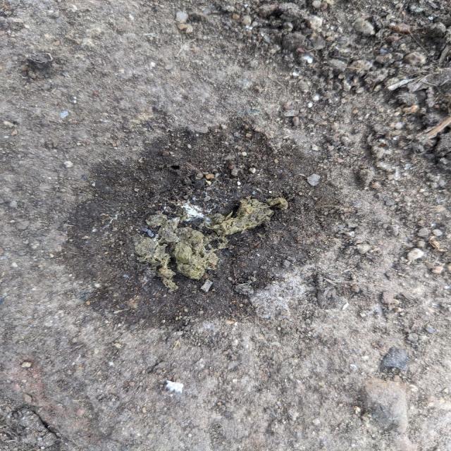 Fecal prediction Object Detection Model by DL