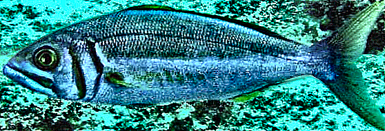 Fish-position-detection Object Detection Dataset by fish train