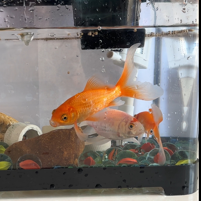 fishSegmentation Instance Segmentation Dataset and Pre-Trained Model by fish train