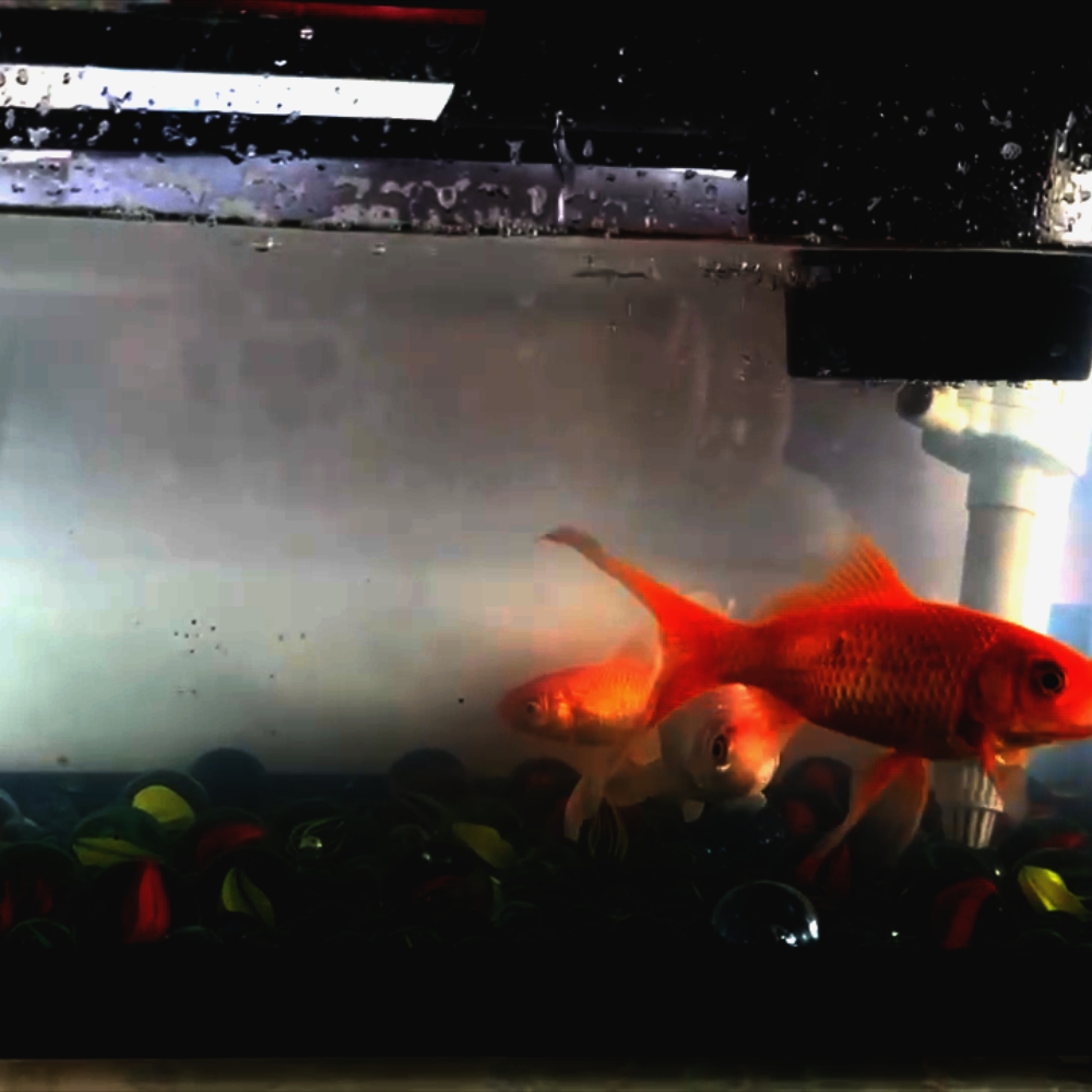 fish train - Roboflow Universe