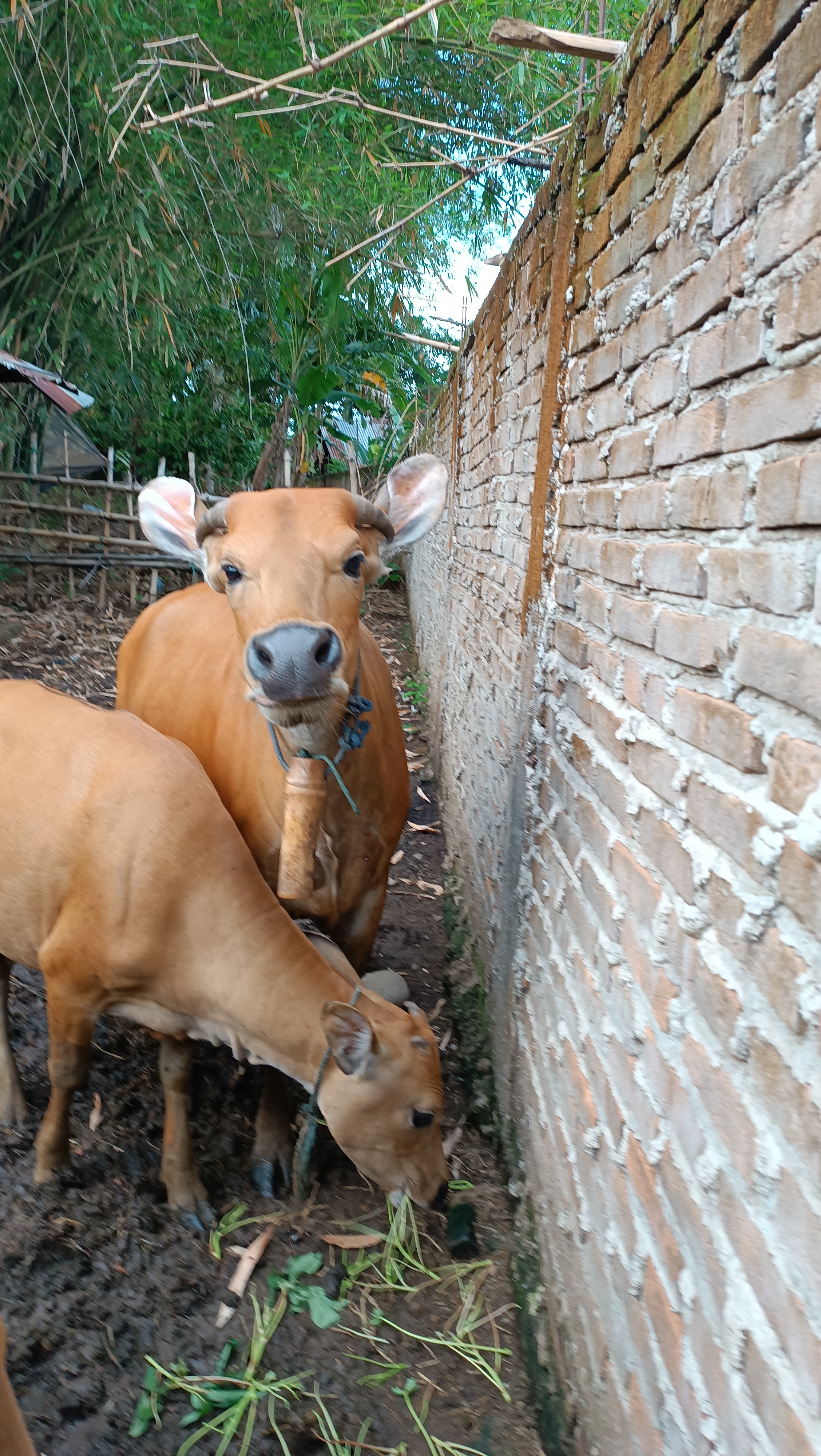 Identifikasi Moncong Sapi Object Detection Model by Moncong