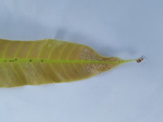 mango_leaf Classification Dataset by Trn Tin Thnh