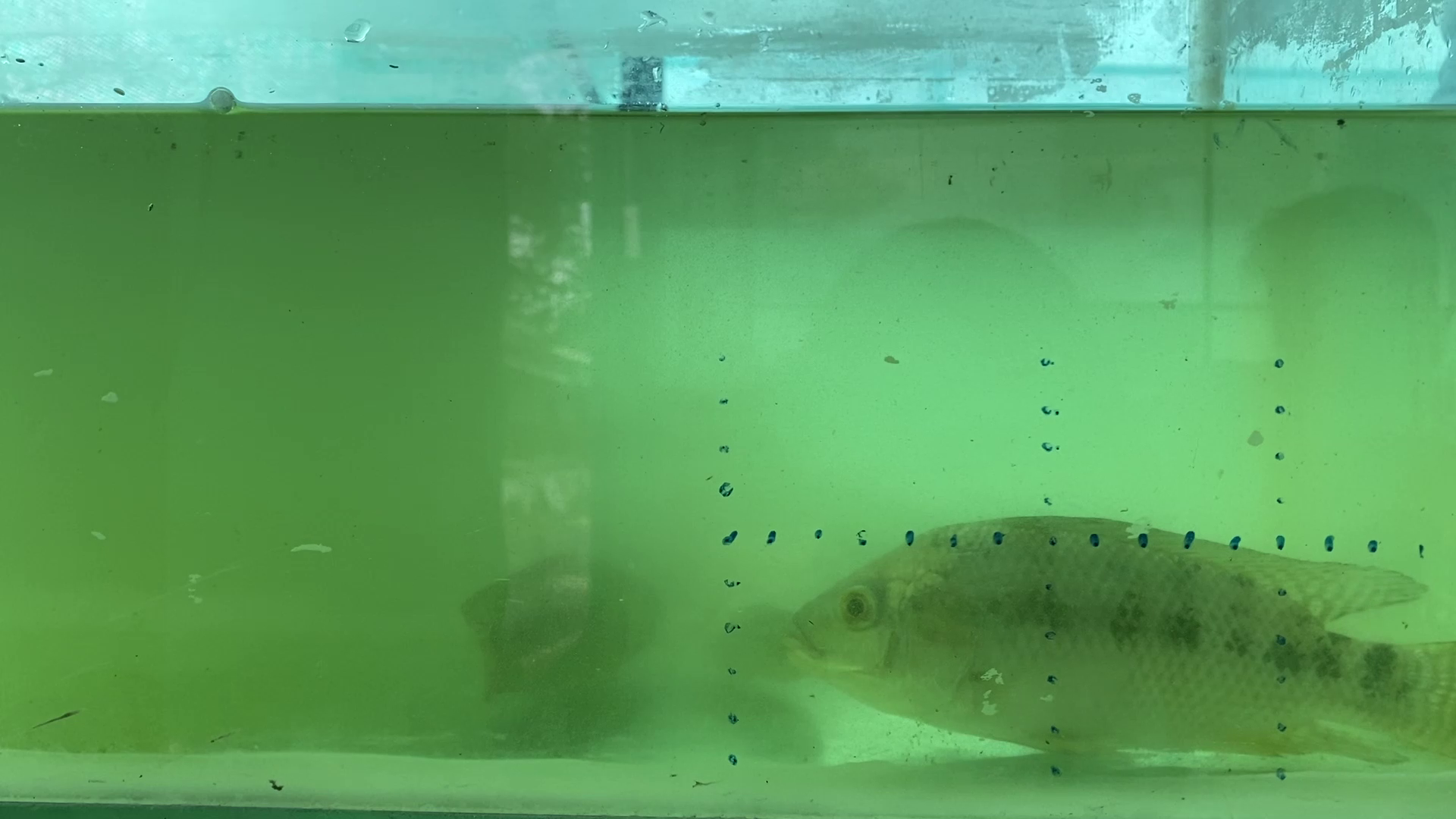 fish Object Detection Dataset and Pre-Trained Model by dhivyalakshmi-rm