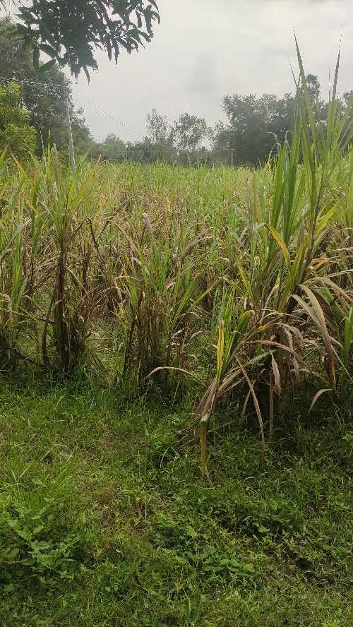 CROP 2 Classification Dataset and Pre-Trained Model by crop monitoring