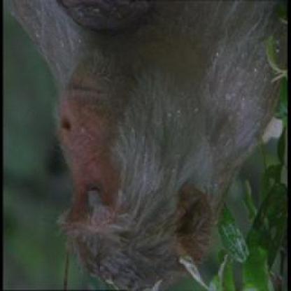 monkey detection Object Detection Dataset by kavee