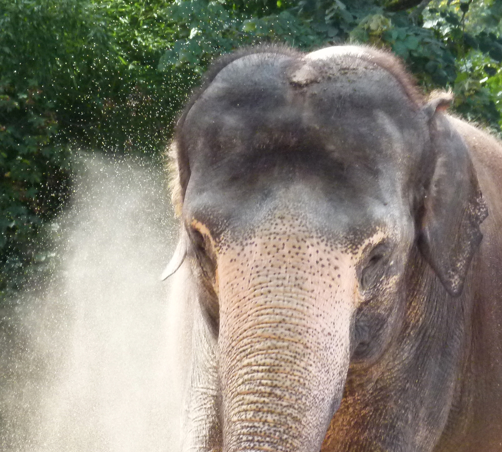 animal detection full Object Detection Dataset and Pre-Trained Model by SRK