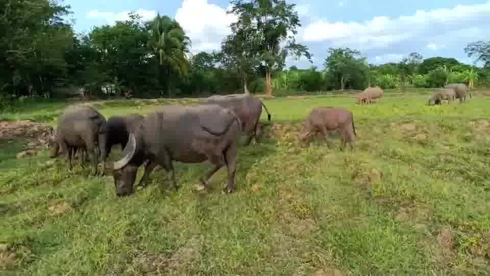 Elephants_15 Object Detection Model by Ultimate