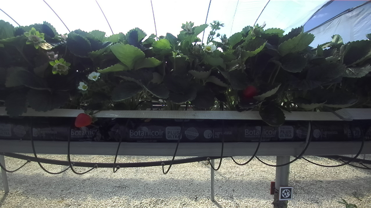 strawberry_detector Object Detection Model by Field Robot Event