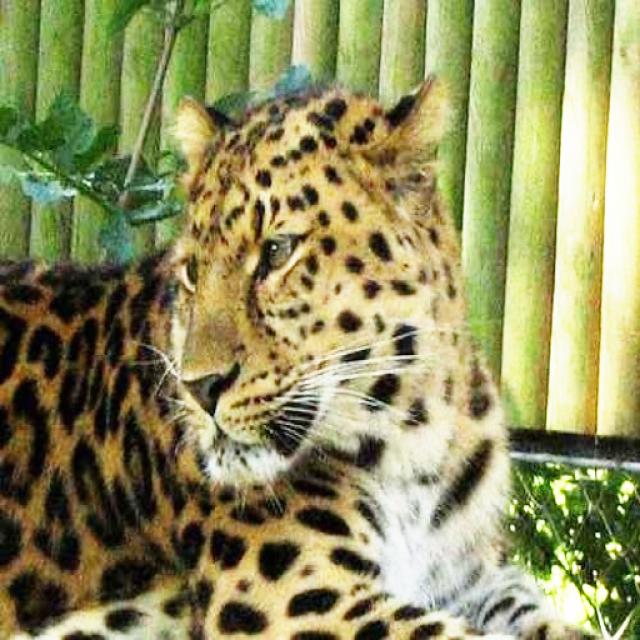 leopard Object Detection Dataset by WildBoar