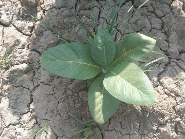 Tobacco Detections Object Detection Model By Timothyliundi