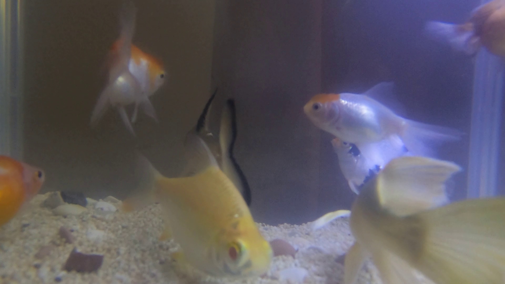 Fish Detection Object Detection Model by random