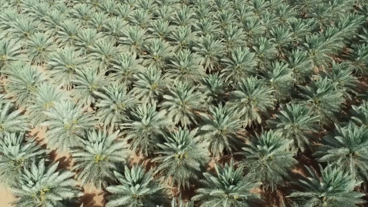 Palm_Tree Object Detection Dataset and Pre-Trained Model by RYDPath