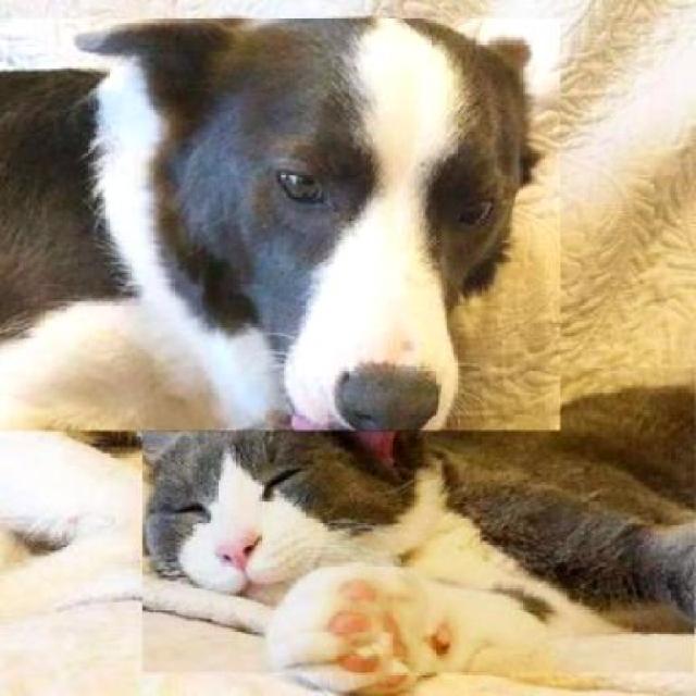 sample_Cnn Object Detection Dataset by Projects