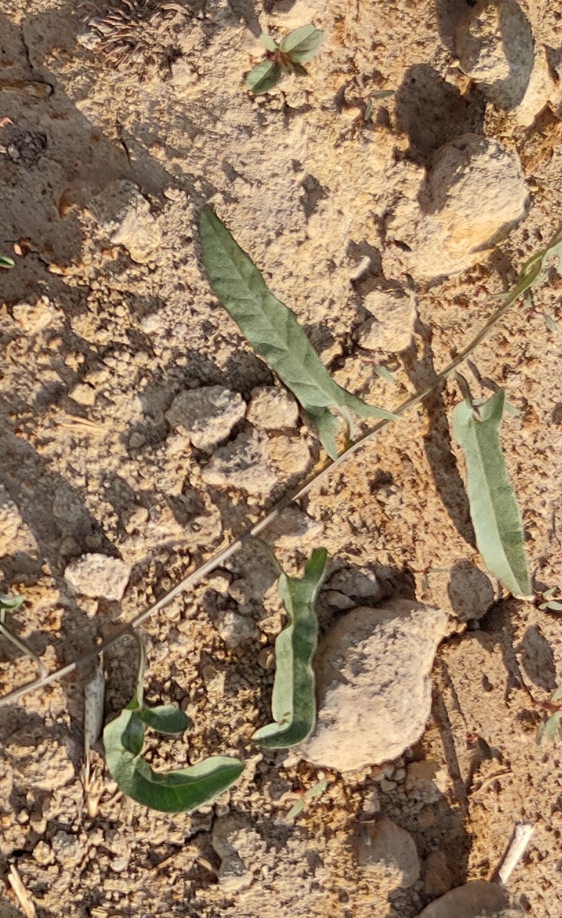 weed detection Object Detection Dataset and Pre-Trained Model by University