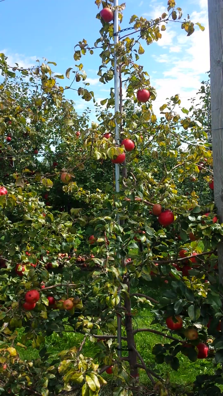 Apple Detection In Orchards Object Detection Dataset And Pre Trained