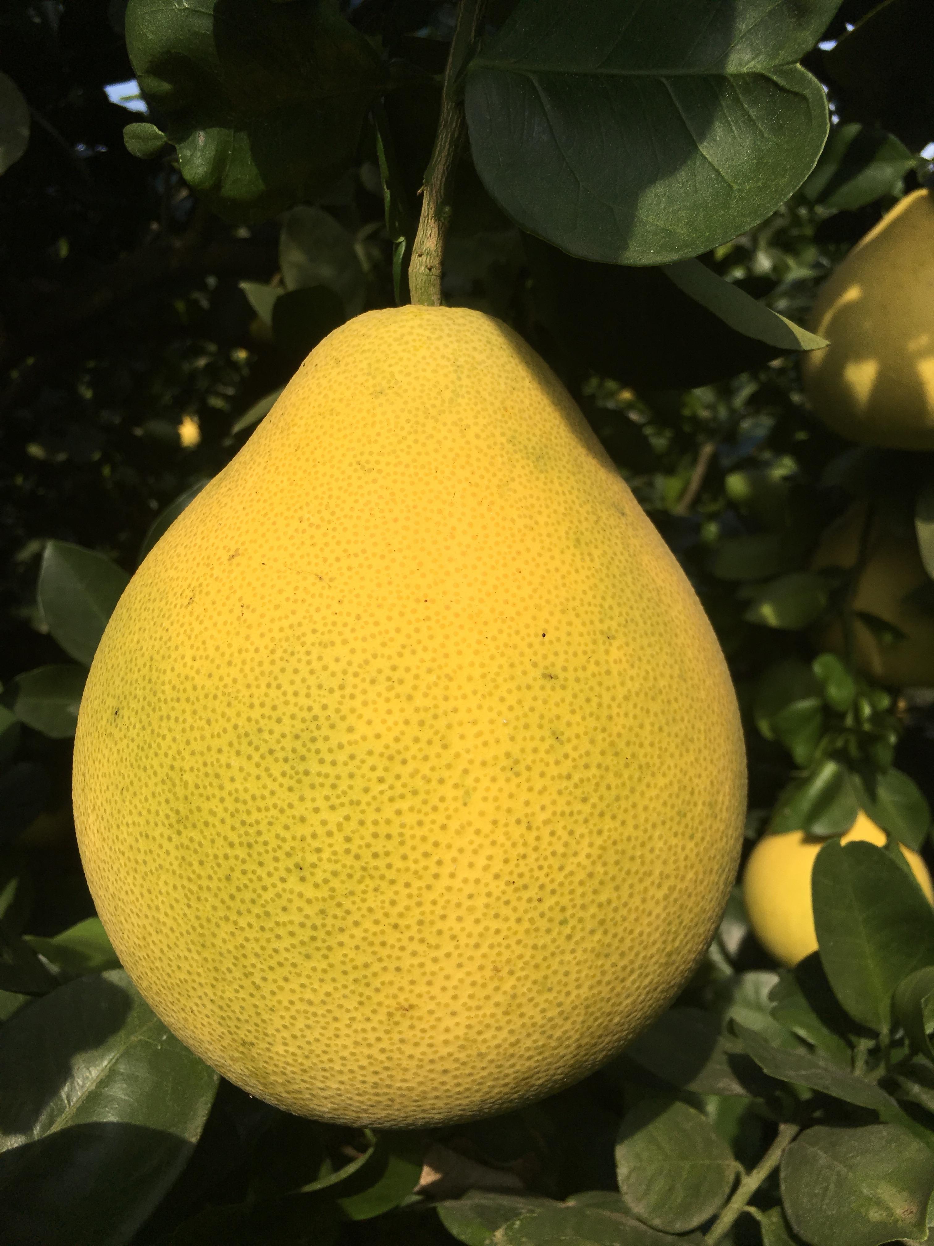 Pomelo Models Object Detection Model V1 2023 05 16 1 20am By Koimori