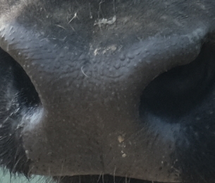 Cow Identification Classification Model by TDC